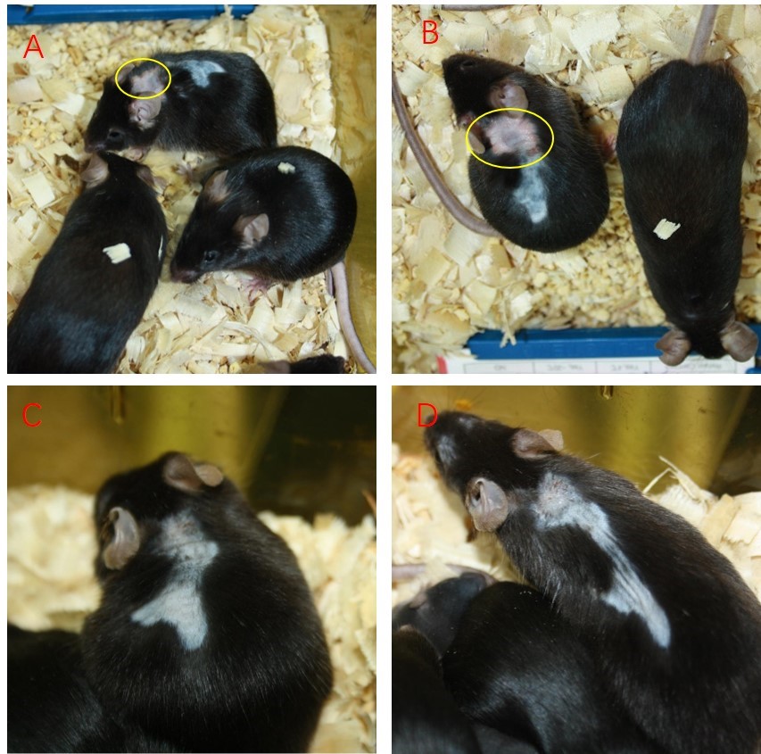 清华大学实验动物中心小鼠溃疡性皮炎综合征（UDS）护理指南